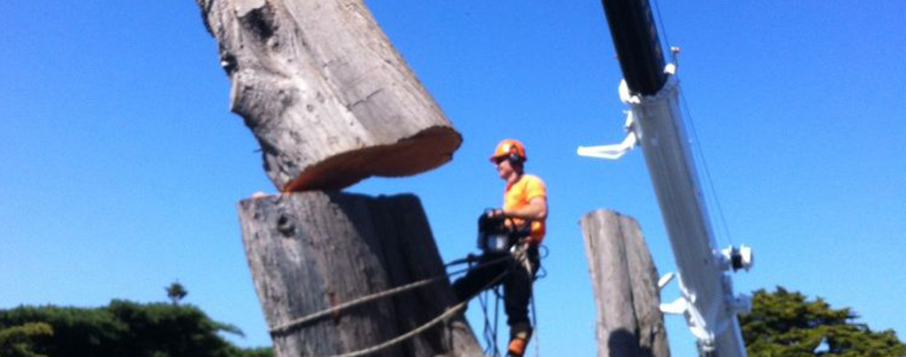 About Tree-rrific Tree Services